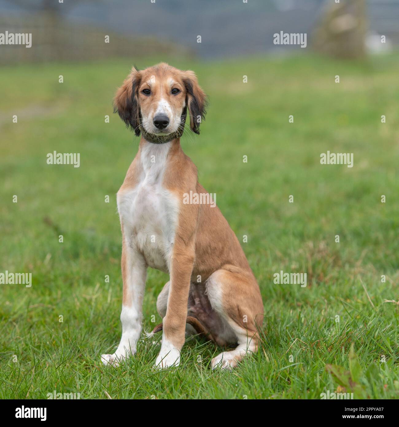 Saluki portrait hi-res stock photography and images - Alamy