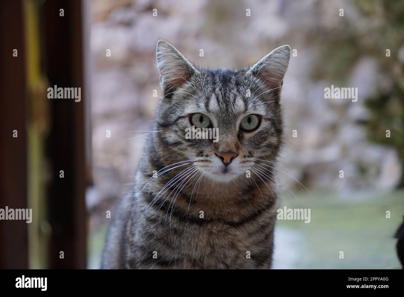 Cat in the backyard Stock Photo - Alamy
