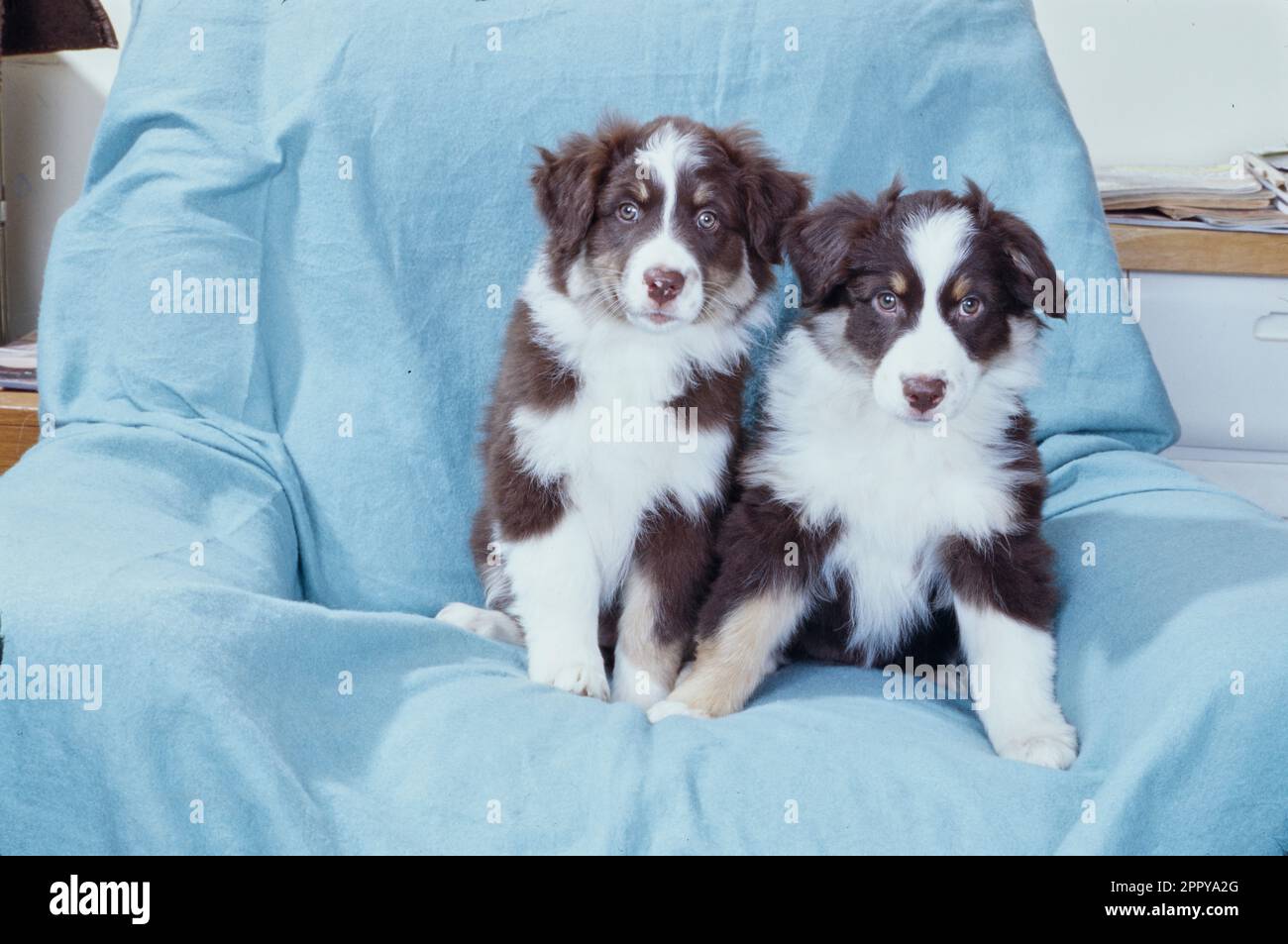 Two fluffy Australian Shepherd puppies on couch with blue blanket Stock ...