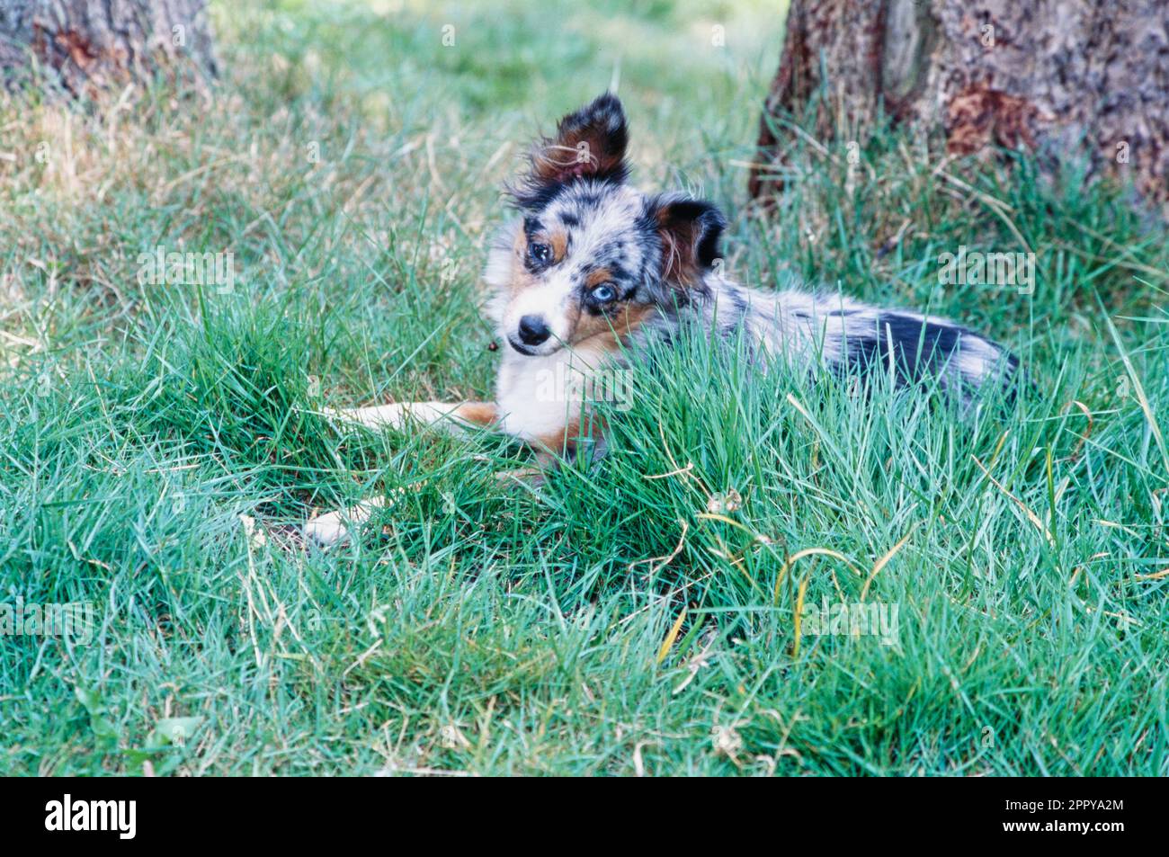Australian shepherd sitting in hi-res stock photography and images - Alamy