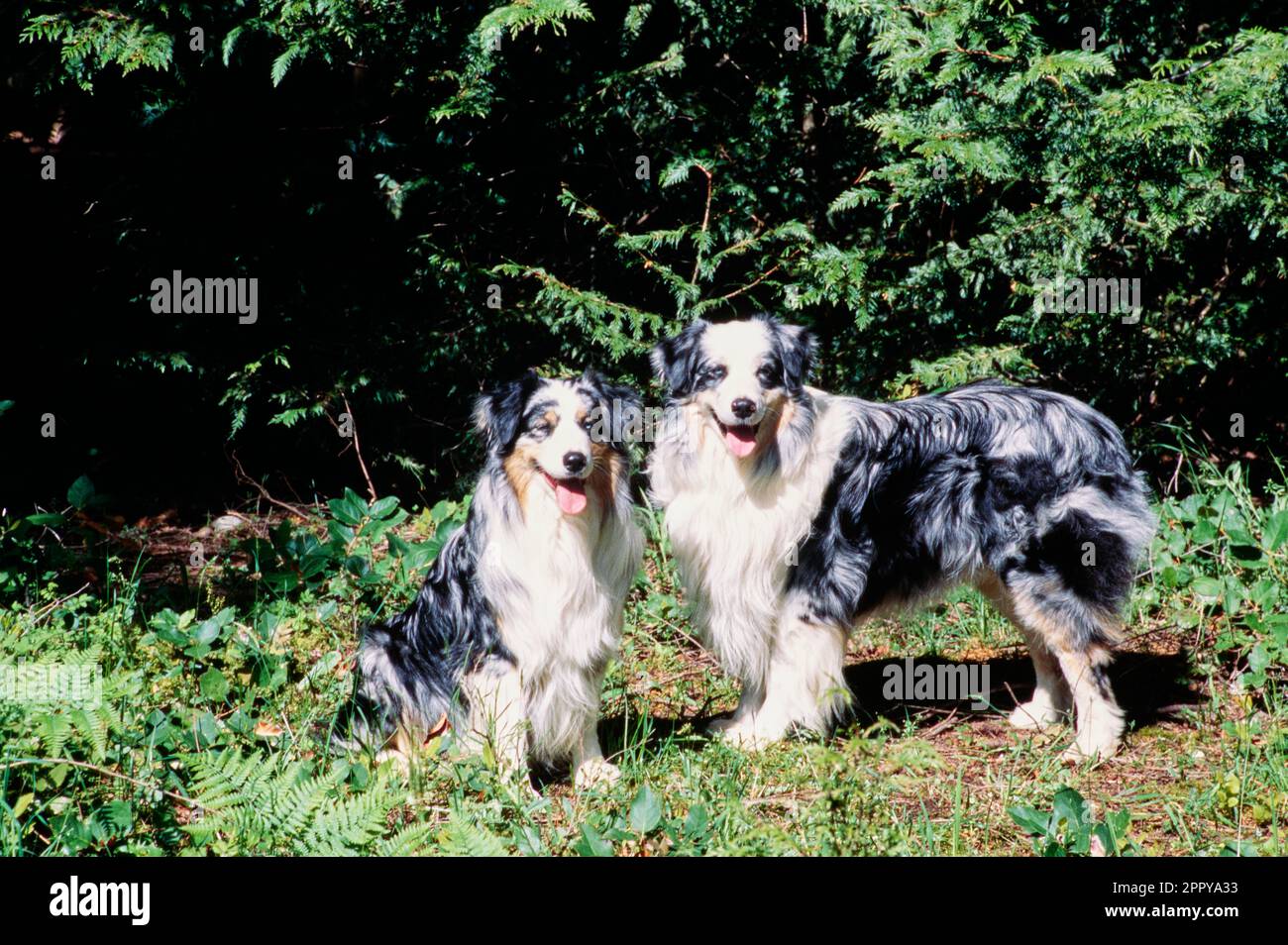Two Australian Shepherds sitting in yard by bushes and trees in sun ...