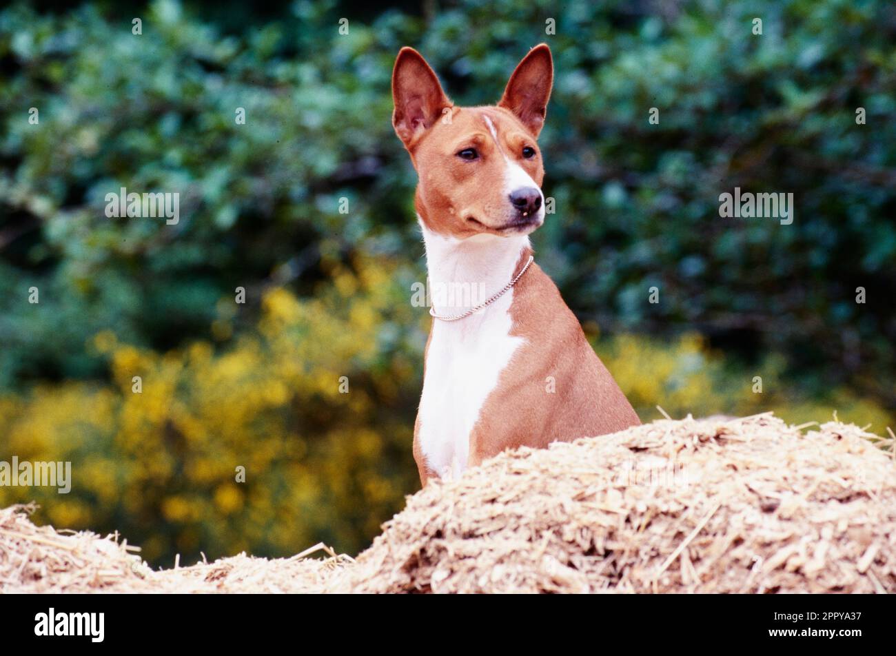 Basenji sitting up on hay stack outside Stock Photo - Alamy