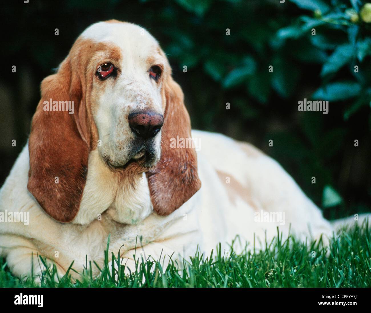 Basset Hound laying down outside in grass in front of plants Stock ...