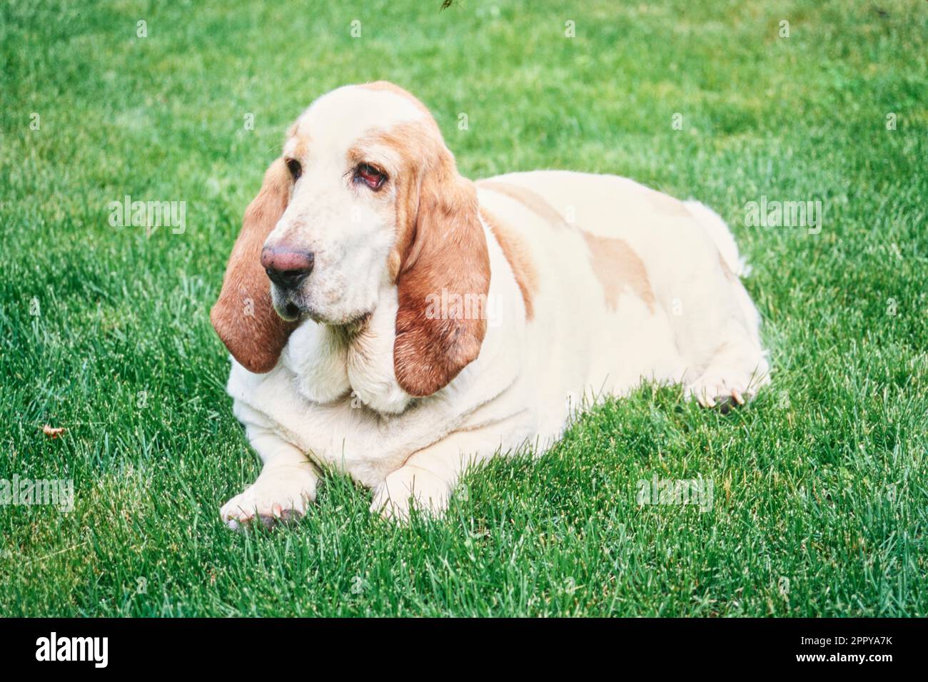 Basset hound laying in hi-res stock photography and images - Alamy