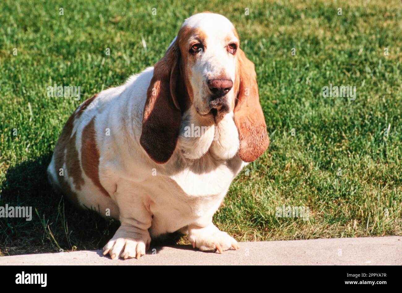 Basset Hound with front paws on strip of concrete outside Stock Photo ...
