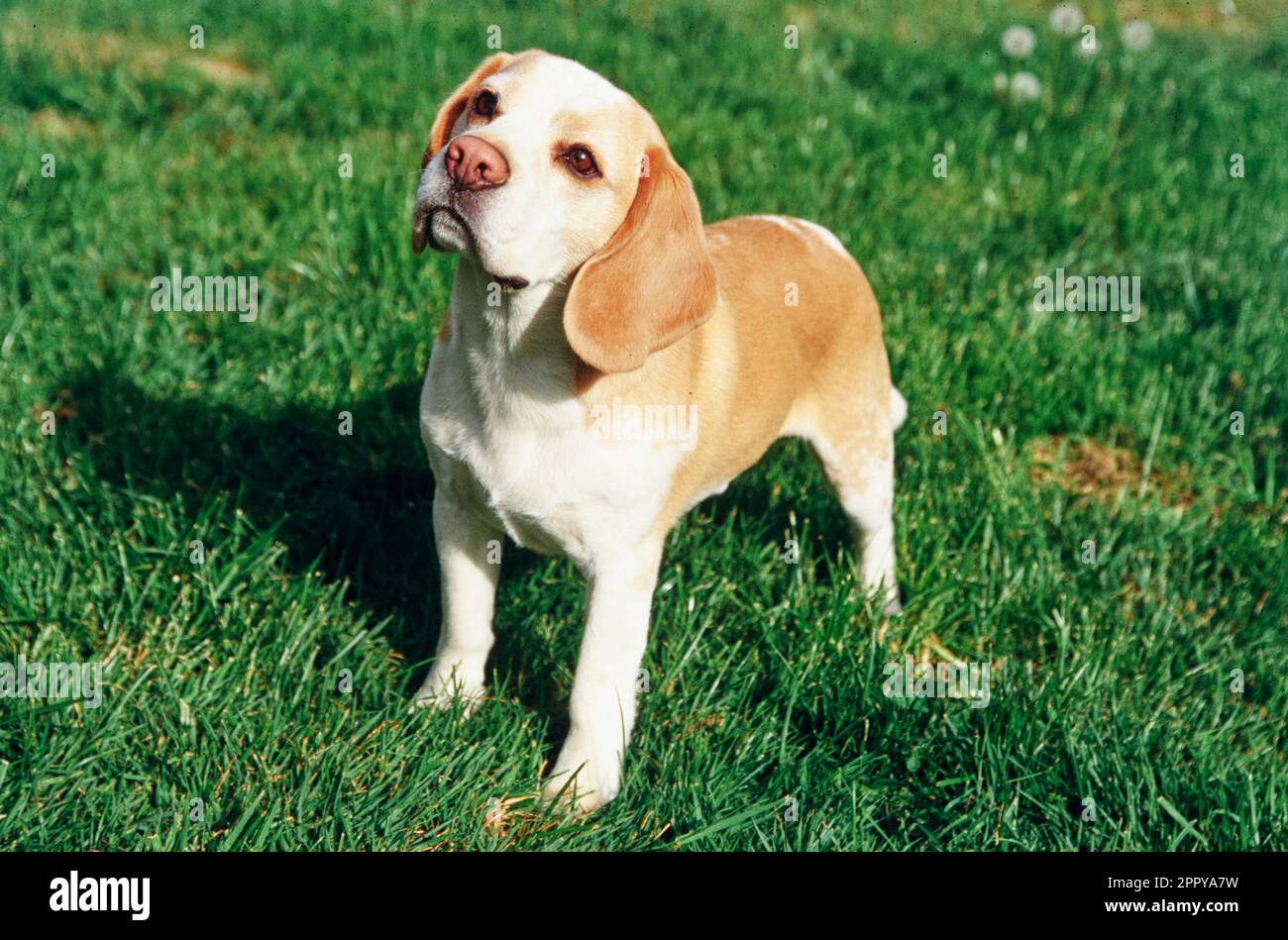 Beagle standing hi-res stock photography and images - Alamy