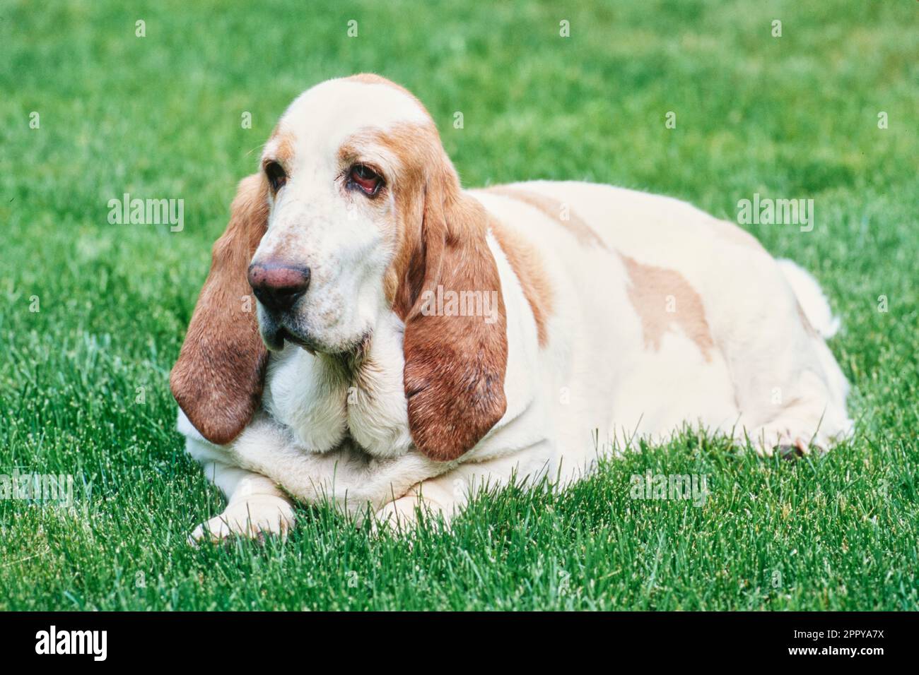 Basset Hound laying down outside in grass Stock Photo - Alamy