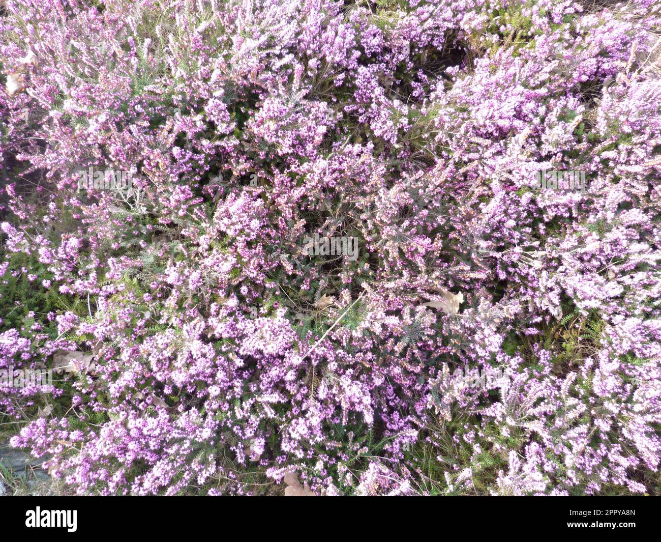 Image pouvant servir de texture ou de toile de fond Stock Photo - Alamy