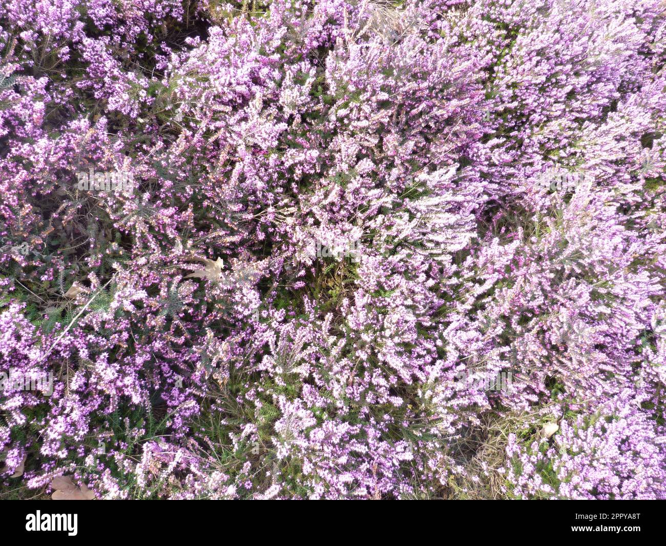 Image pouvant servir de texture ou de toile de fond Stock Photo - Alamy