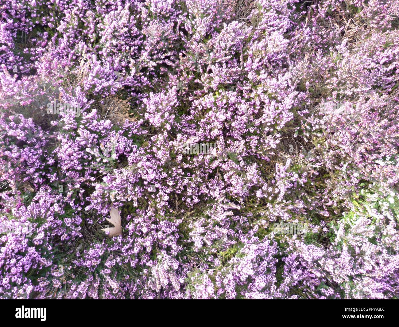 Image pouvant servir de texture ou de toile de fond Stock Photo - Alamy