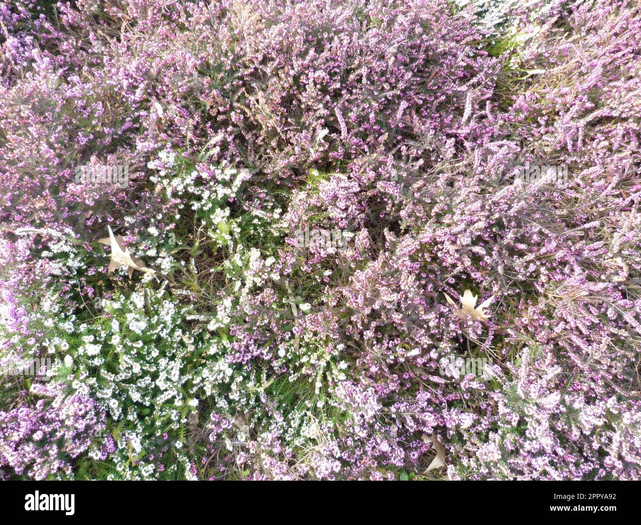 Toile de texture hi-res stock photography and images - Alamy