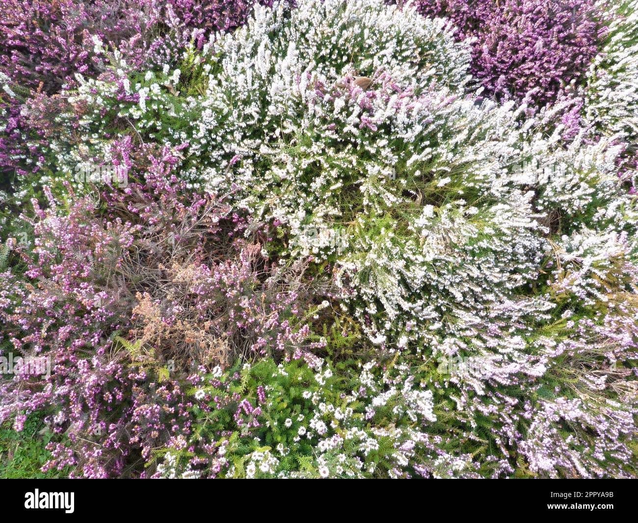 Image pouvant servir de texture ou de toile de fond Stock Photo - Alamy