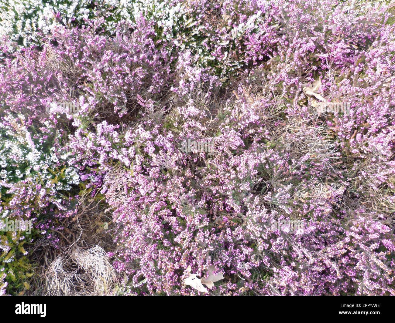 Image pouvant servir de texture ou de toile de fond Stock Photo - Alamy