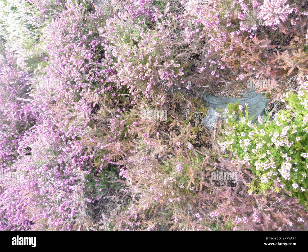 Image pouvant servir de texture ou de toile de fond Stock Photo - Alamy