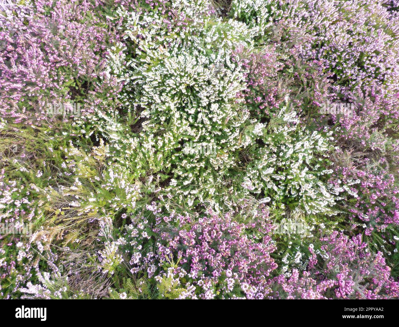 Image pouvant servir de texture ou de toile de fond Stock Photo - Alamy