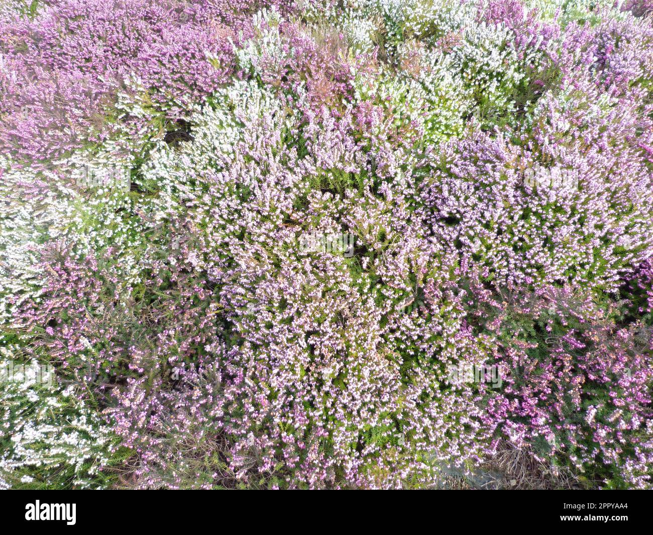 Image pouvant servir de texture ou de toile de fond Stock Photo - Alamy