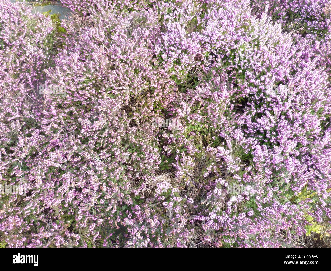 Image pouvant servir de texture ou de toile de fond Stock Photo - Alamy