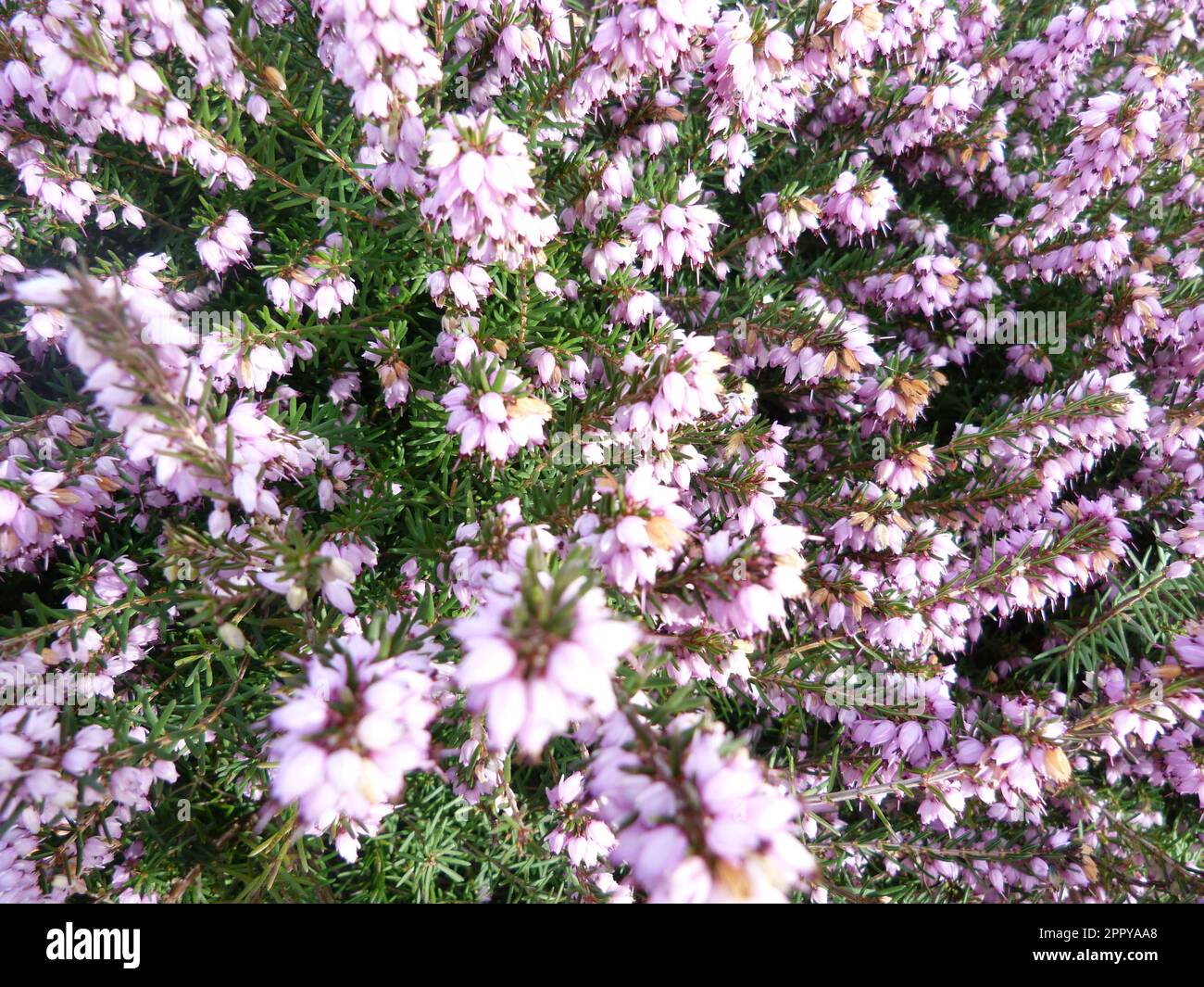 Image pouvant servir de texture ou de toile de fond Stock Photo - Alamy