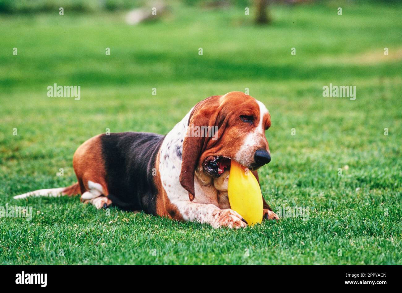 Basset Hound chewing toy laying down outside Stock Photo - Alamy