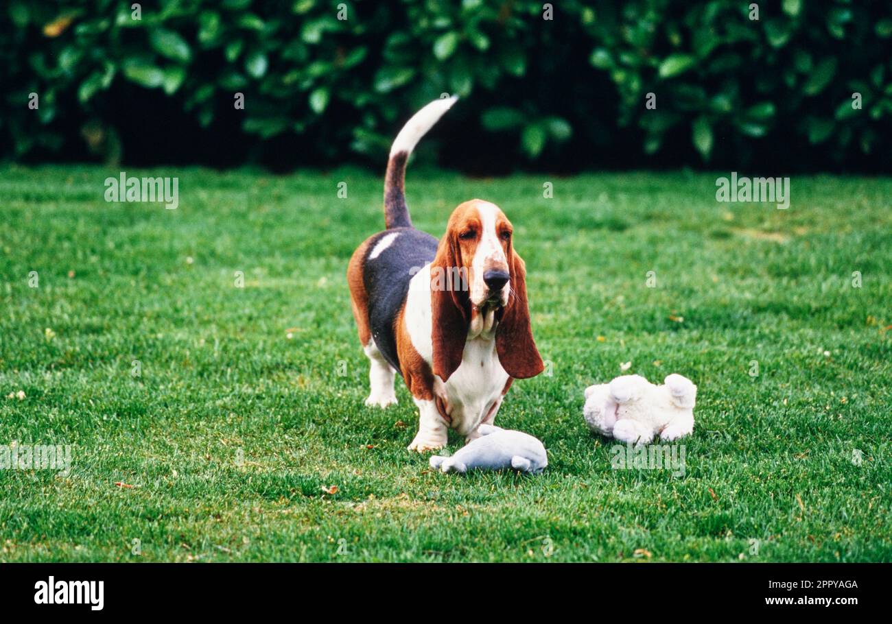 Basset Hound outside in yard with stuffed toys Stock Photo - Alamy