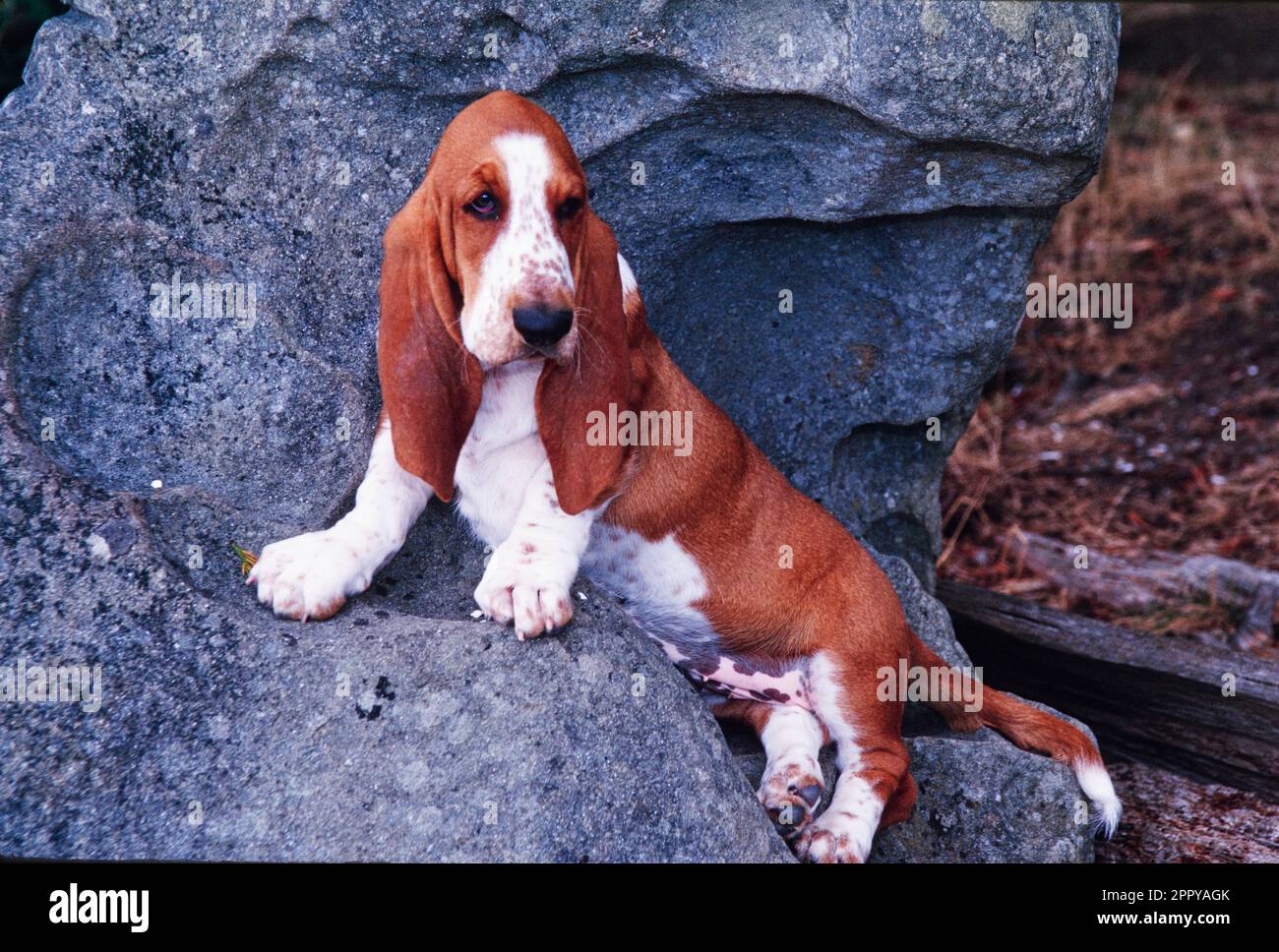 Basset Hound puppy resting on rock outside Stock Photo - Alamy