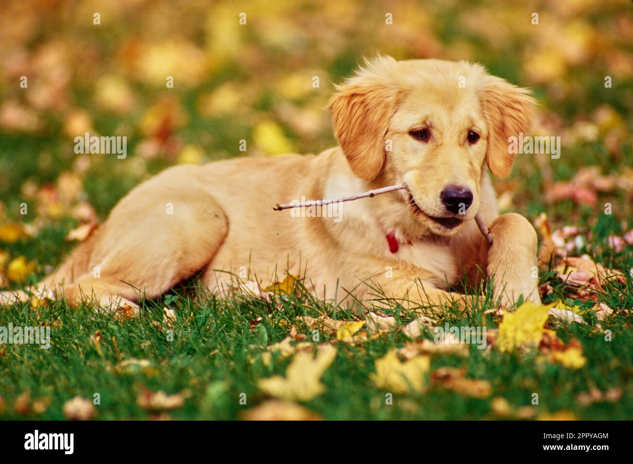 Golden retriever dog chewing on a stick Stock Photo - Alamy