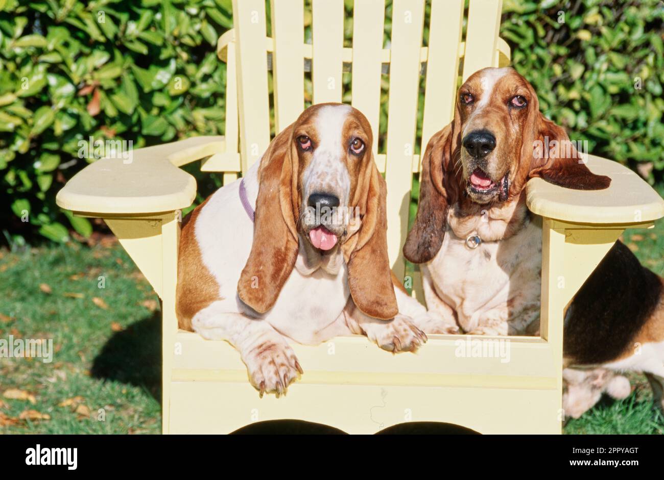 Two basset hounds sitting on yellow Adirondack chair outside in yard in ...