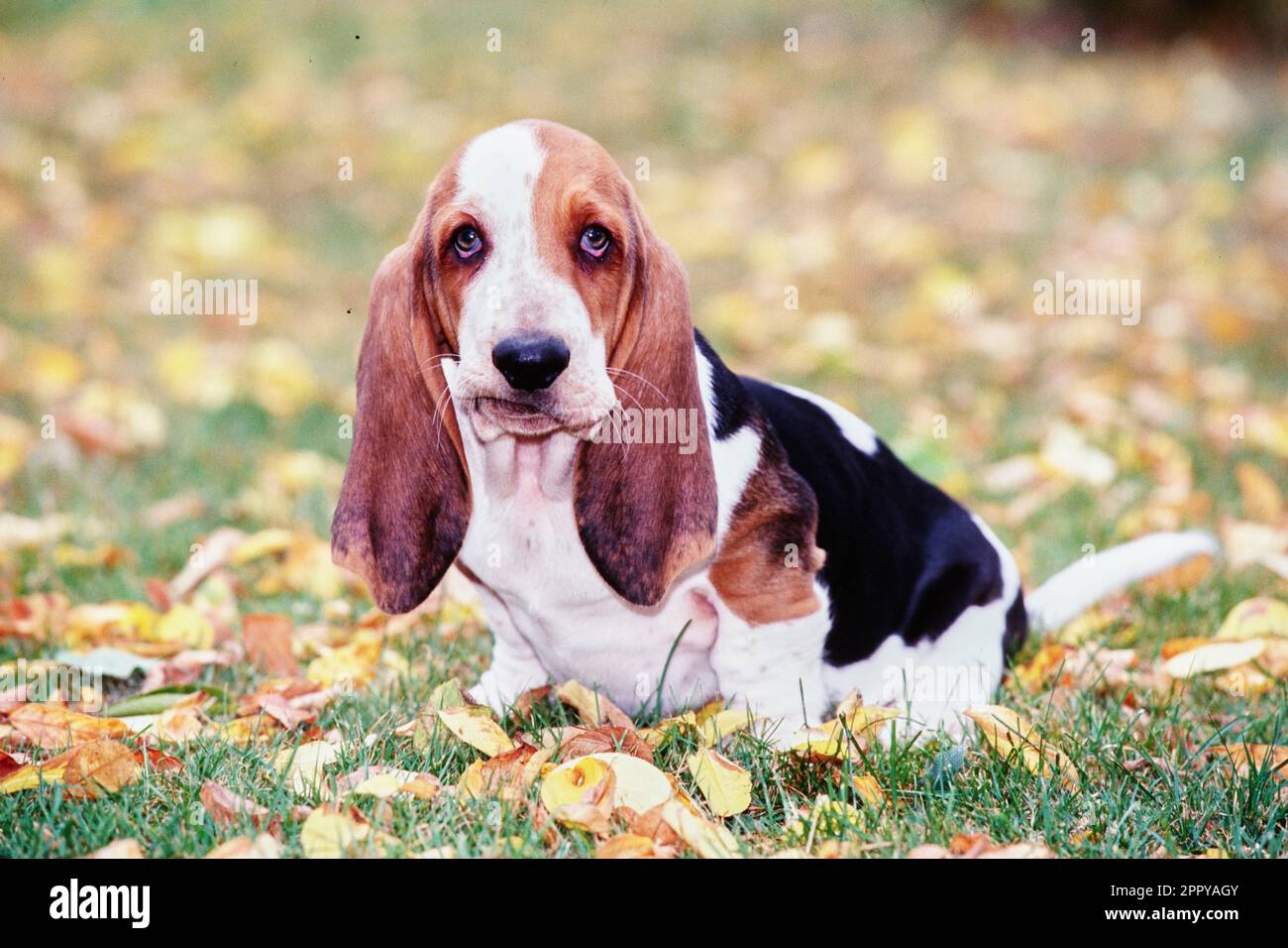 Basset in leaves hi-res stock photography and images - Alamy