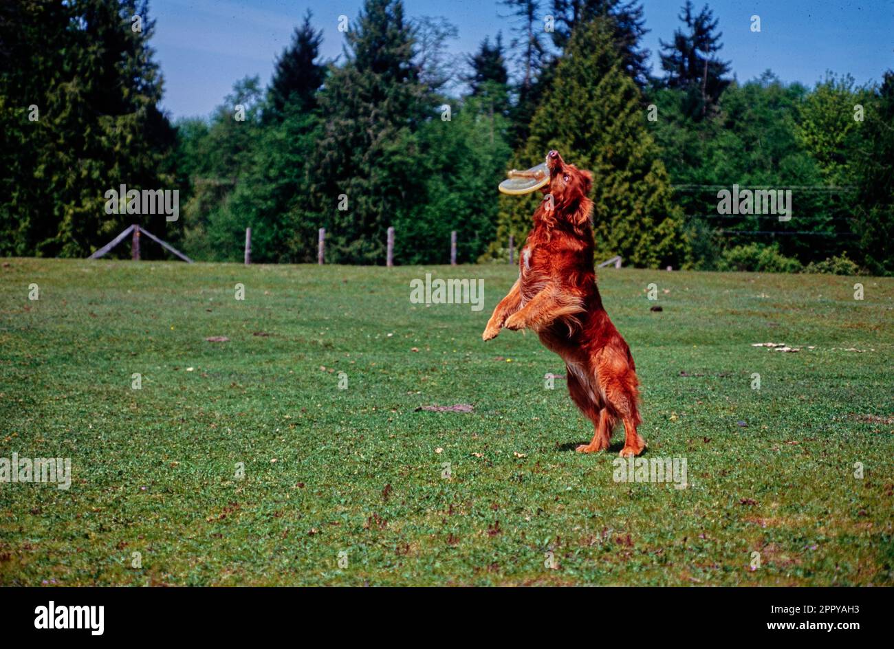 Golden retriever in field outside jumping and catching frisbee Stock ...