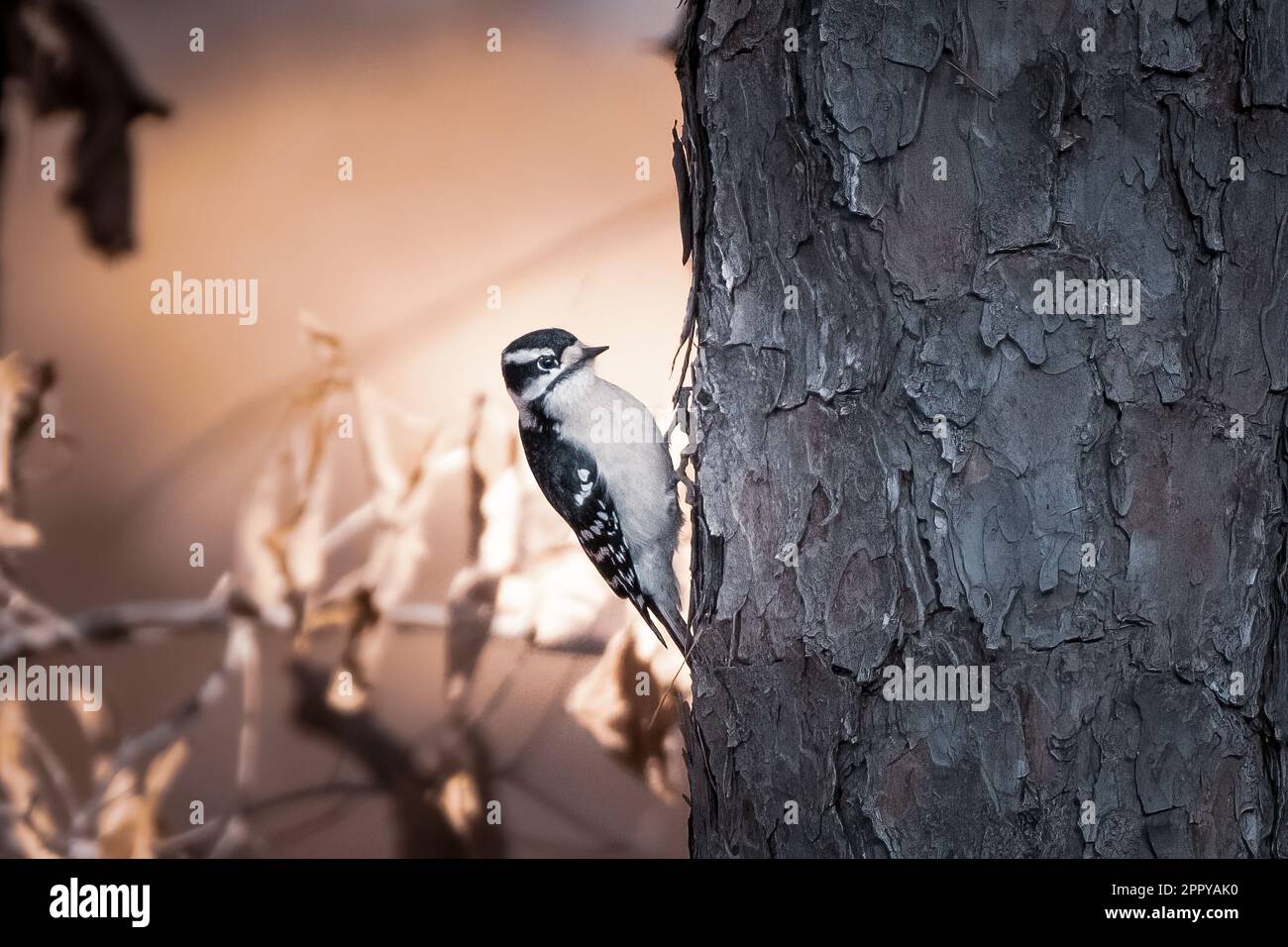 A female Downy Woodpecker perched on a tree trunk, pecking the bark ...