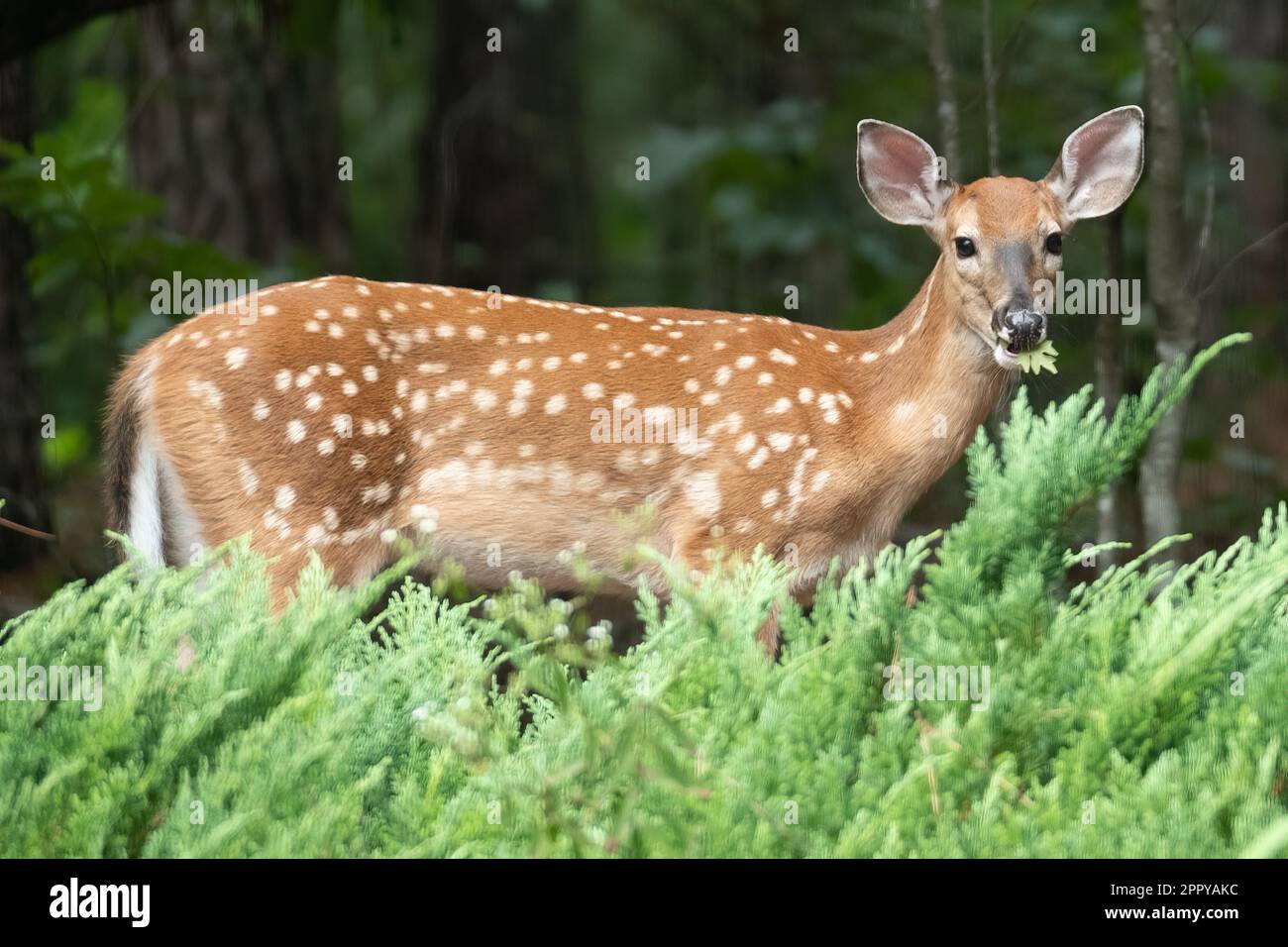 A young white-tailed deer standing in a lush green forest Stock Photo ...