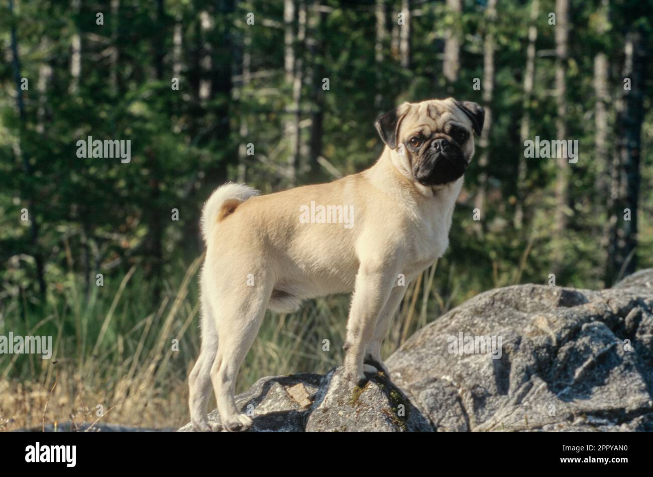 Pug standing up on rock outside in forest Stock Photo - Alamy