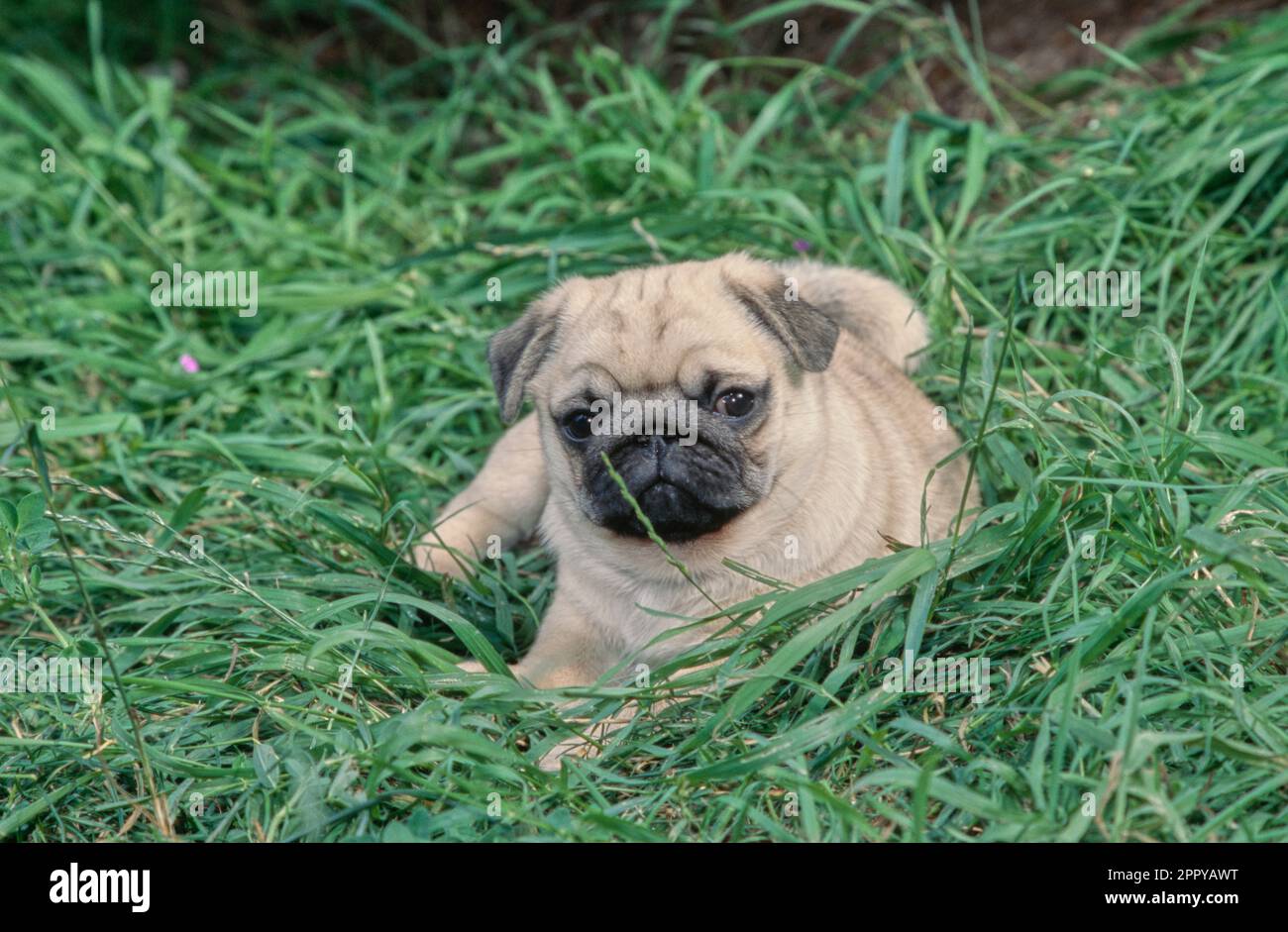 Pug dog laying down hi-res stock photography and images - Alamy
