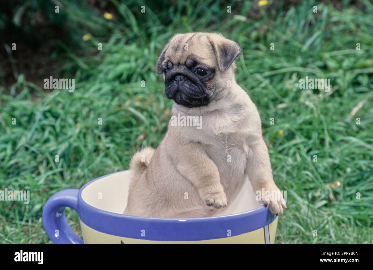 Cute pug puppy sitting in teacup pot outside in yard Stock Photo - Alamy
