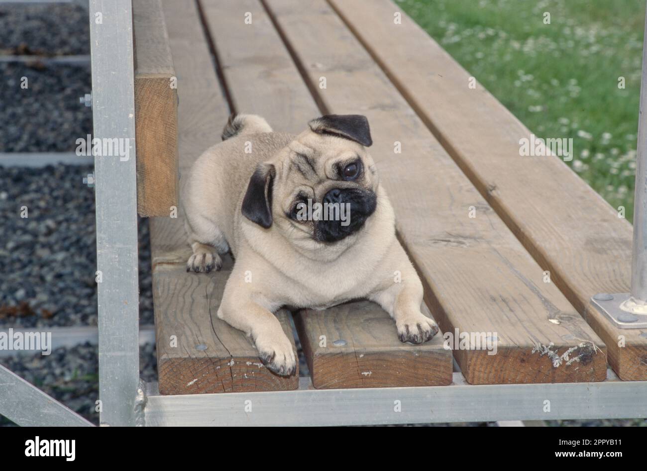 Pug dog laying down hi-res stock photography and images - Alamy