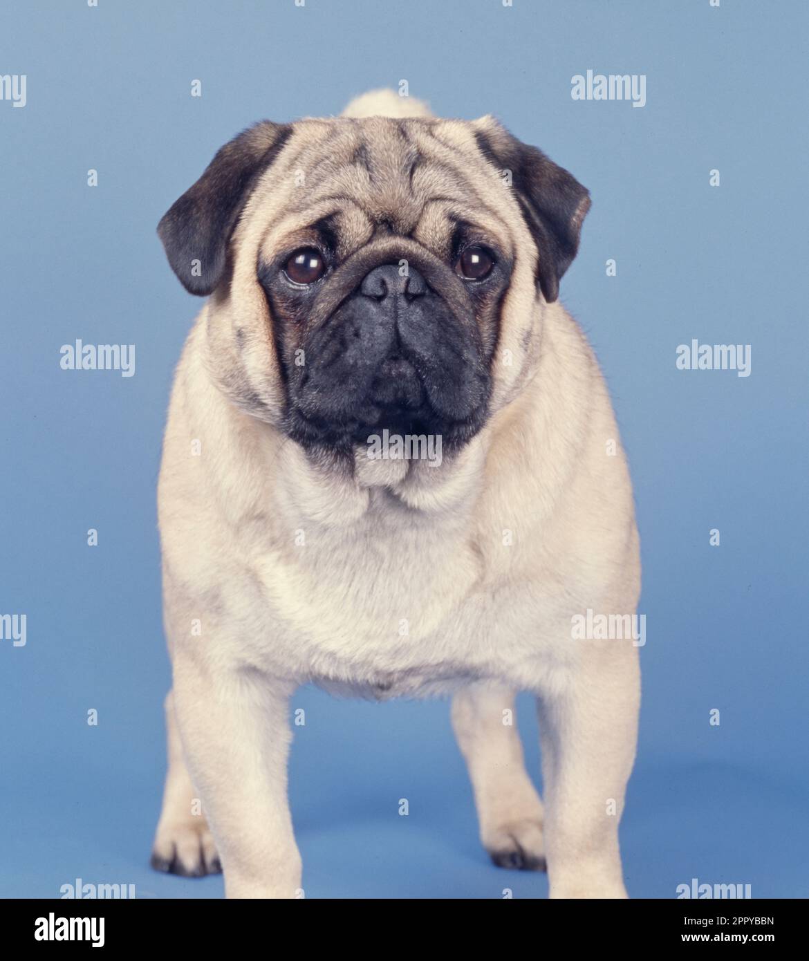 Pug standing hi-res stock photography and images - Alamy