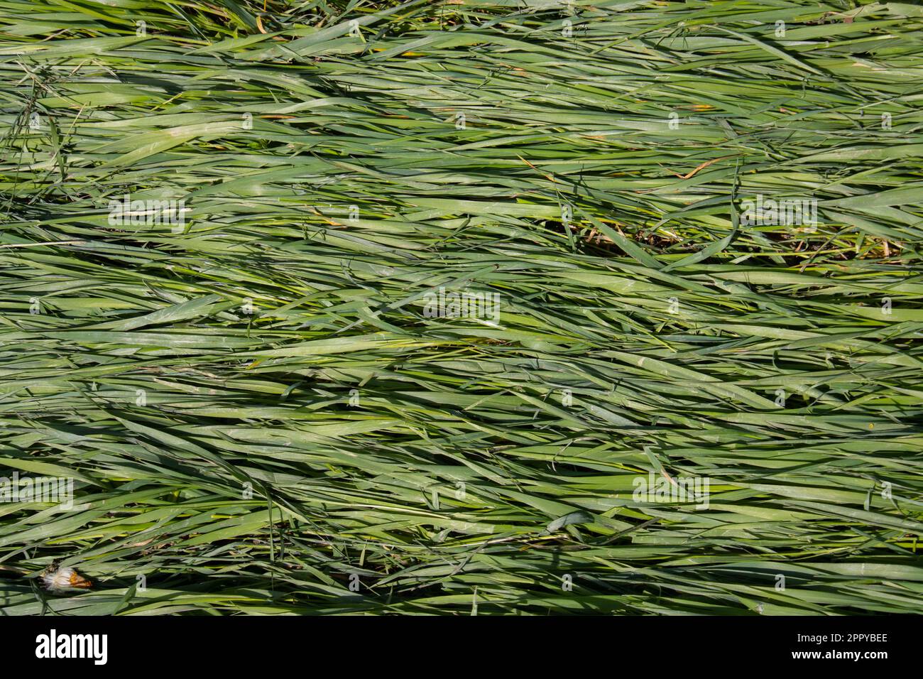 Pressed down grass for green natural background Stock Photo - Alamy