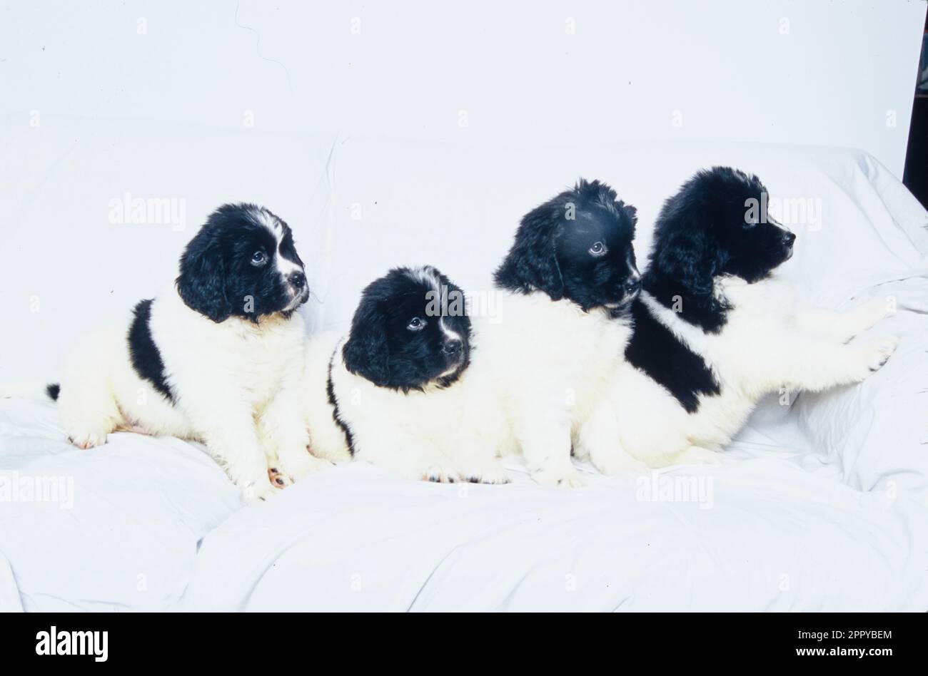 Four fluffy Newfoundland puppies sitting on couch with white blanket ...