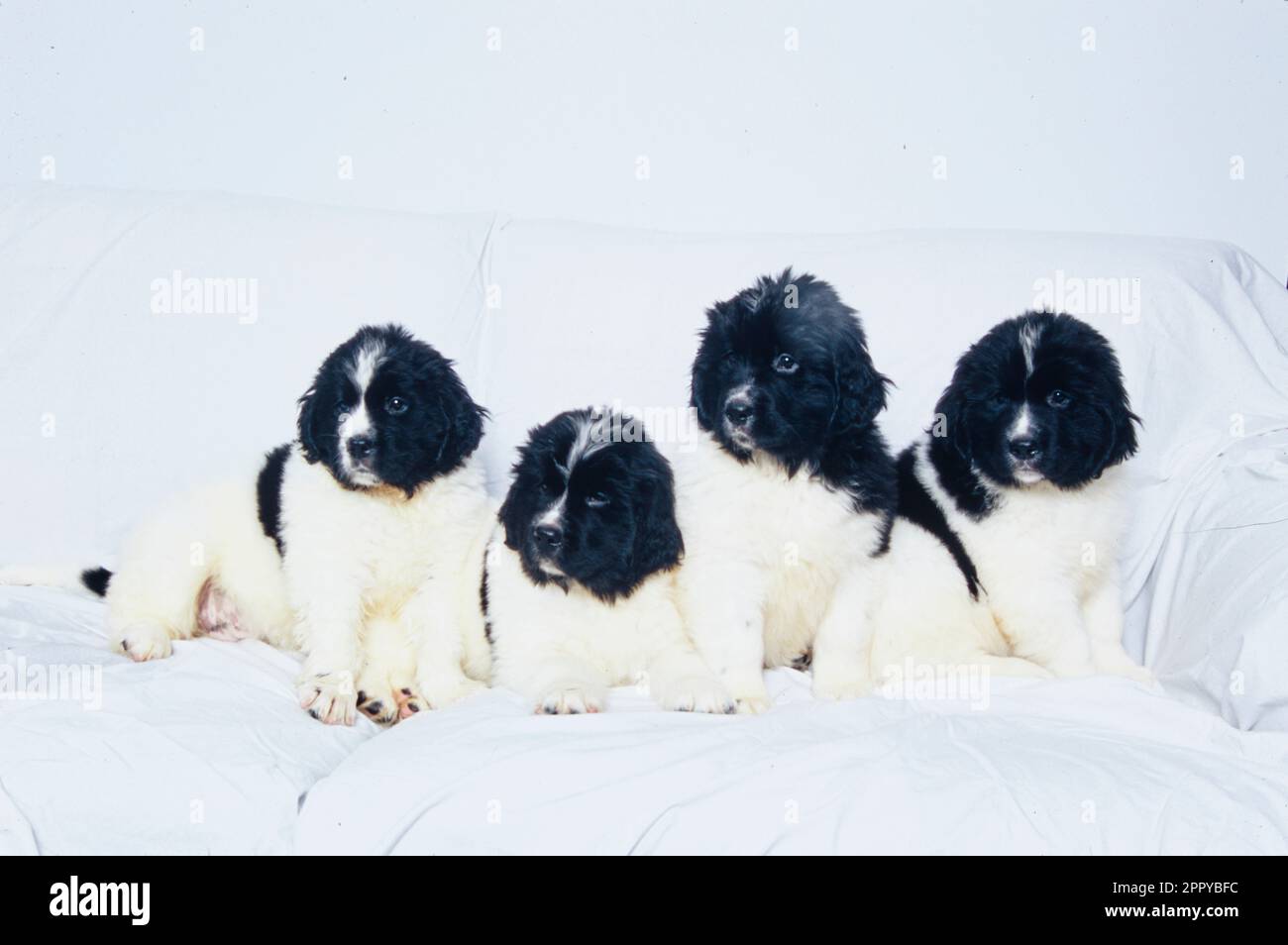 Four Newfoundland puppies sitting on couch with white blanket Stock ...