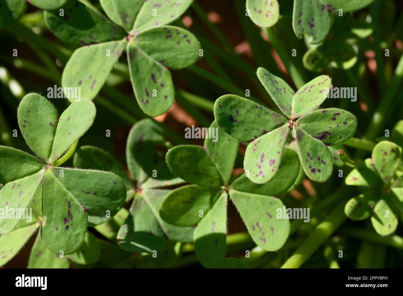 Pes symbol hi-res stock photography and images - Alamy