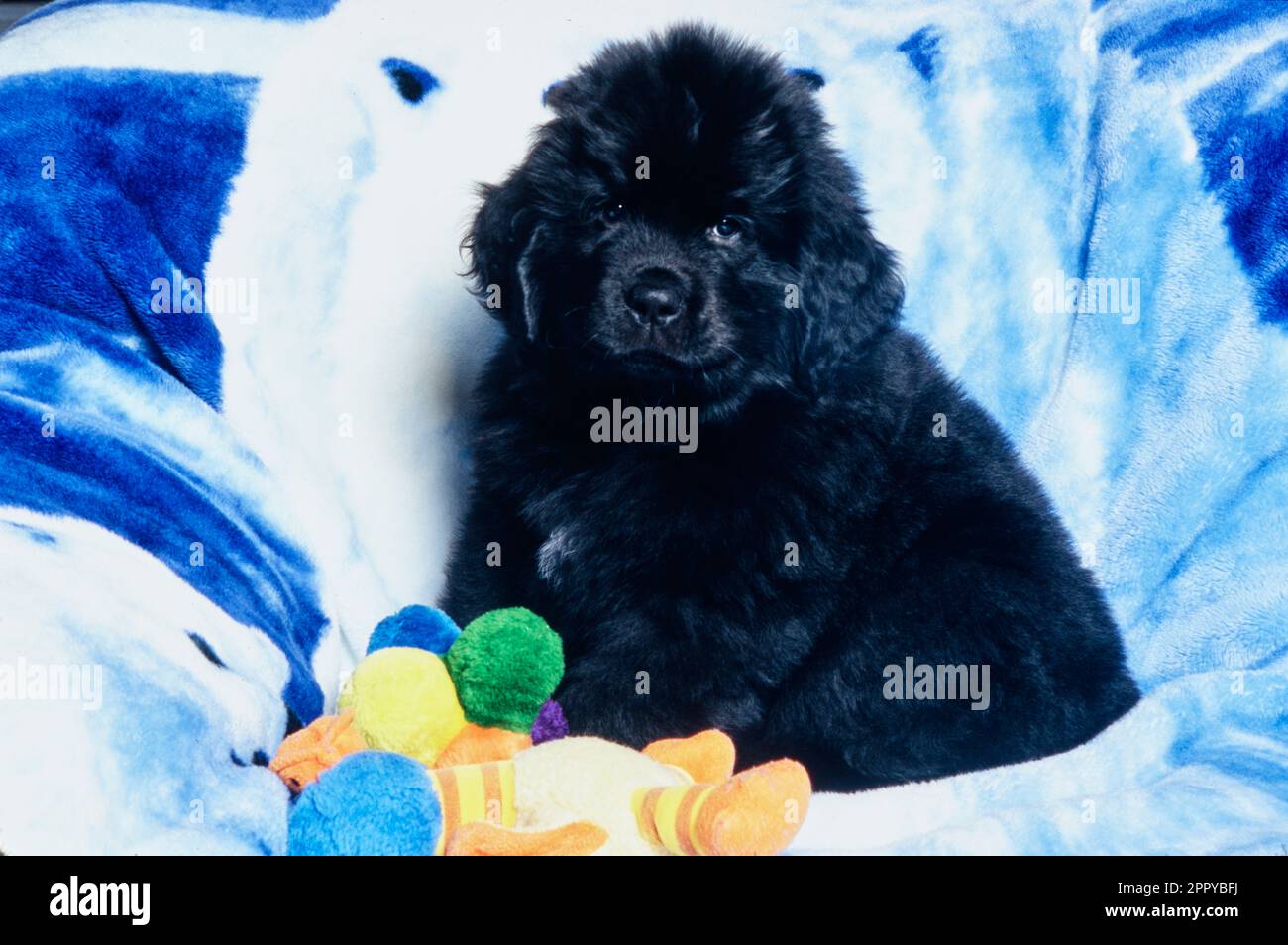 Fluffy Newfoundland puppy sitting on blue and white blanket Stock Photo ...