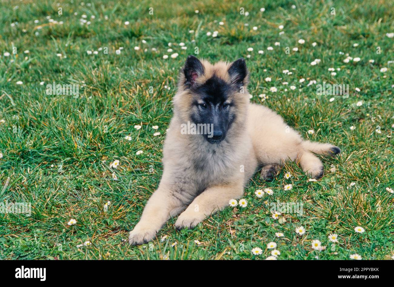 White Belgian Shepherd Puppies