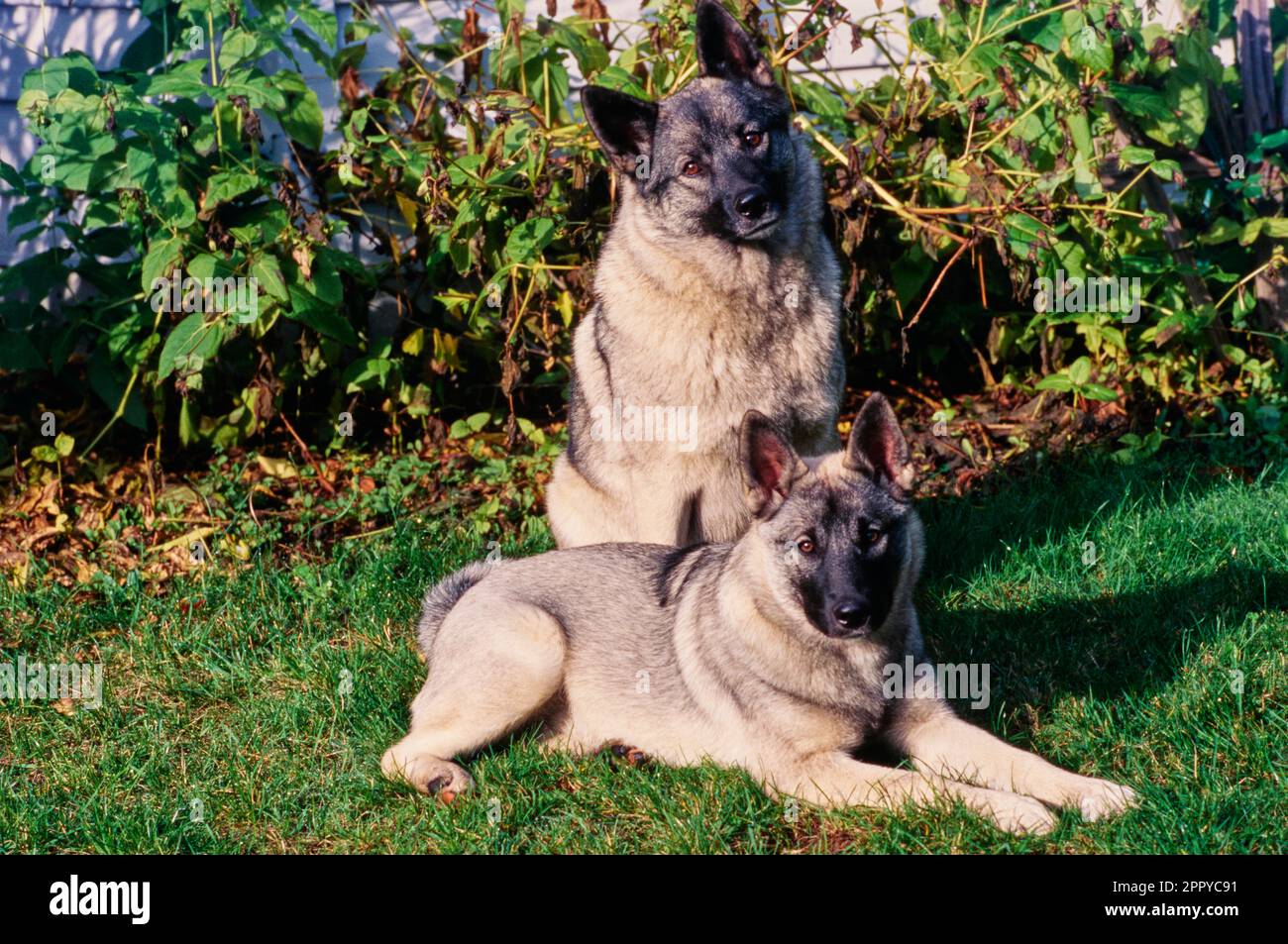 Two Norwegian Elkhounds sitting together in yard outside in front of ...