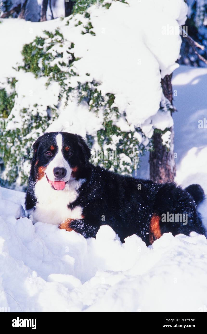 Bernese mountain dog in snow hi-res stock photography and images - Alamy