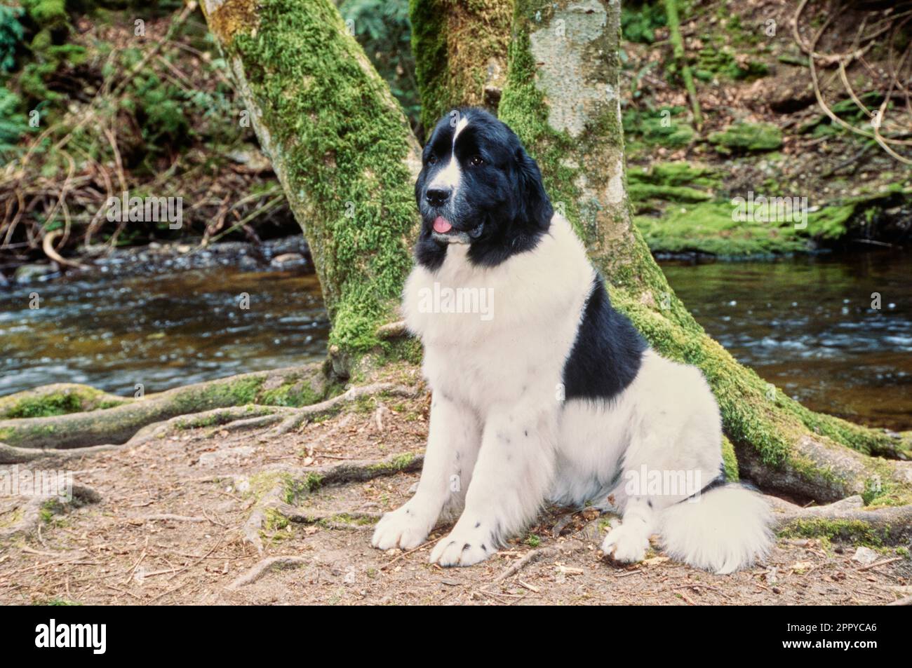 Newfoundland sitting by water shore near stream Stock Photo - Alamy