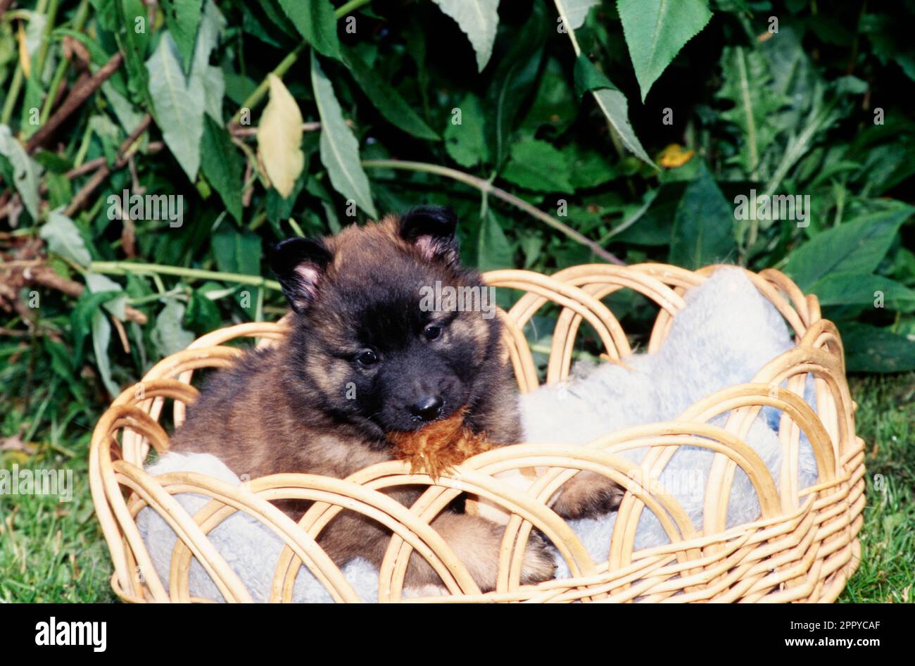 Belgian Shepherd puppy outside in yard laying in wicker basket chewing ...