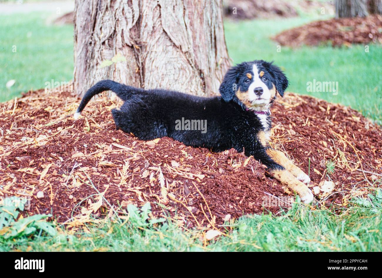 Bernese Mountain Dog puppy laying in mulch by tree Stock Photo - Alamy