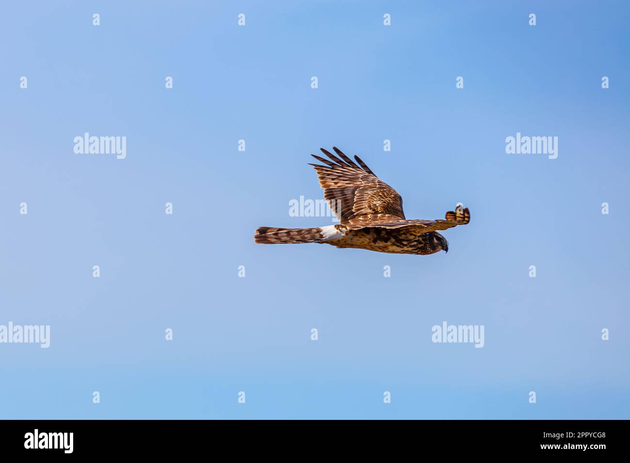 A Cooper's Hawk in flight against a clear blue sky Stock Photo - Alamy
