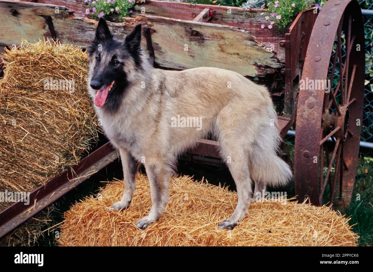 Belgian Shepherd standing on haystack near the wheel of antique metal ...
