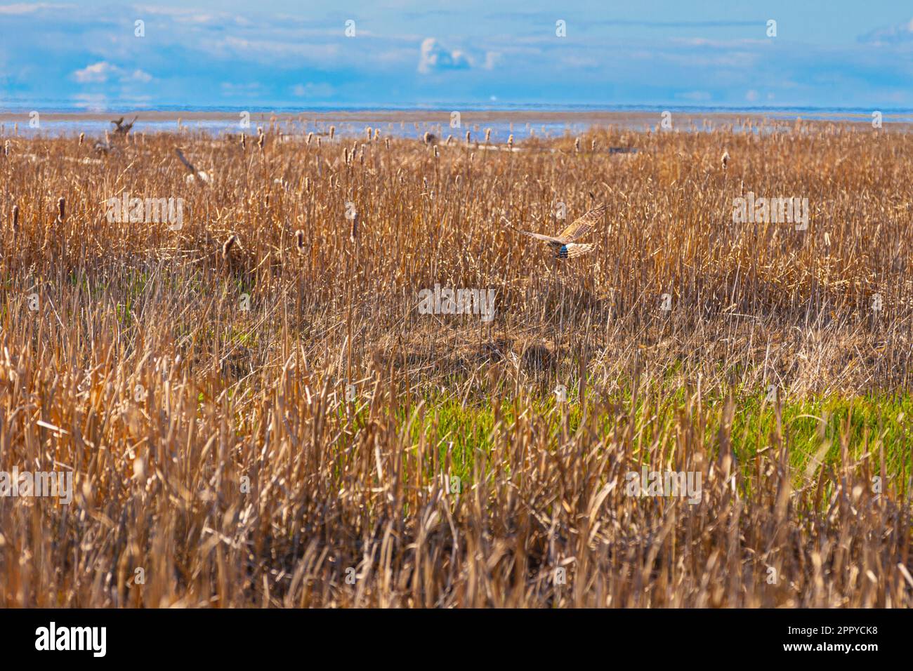 A Cooper's Hawk hovering over a coastal marsh while hunting Stock Photo ...